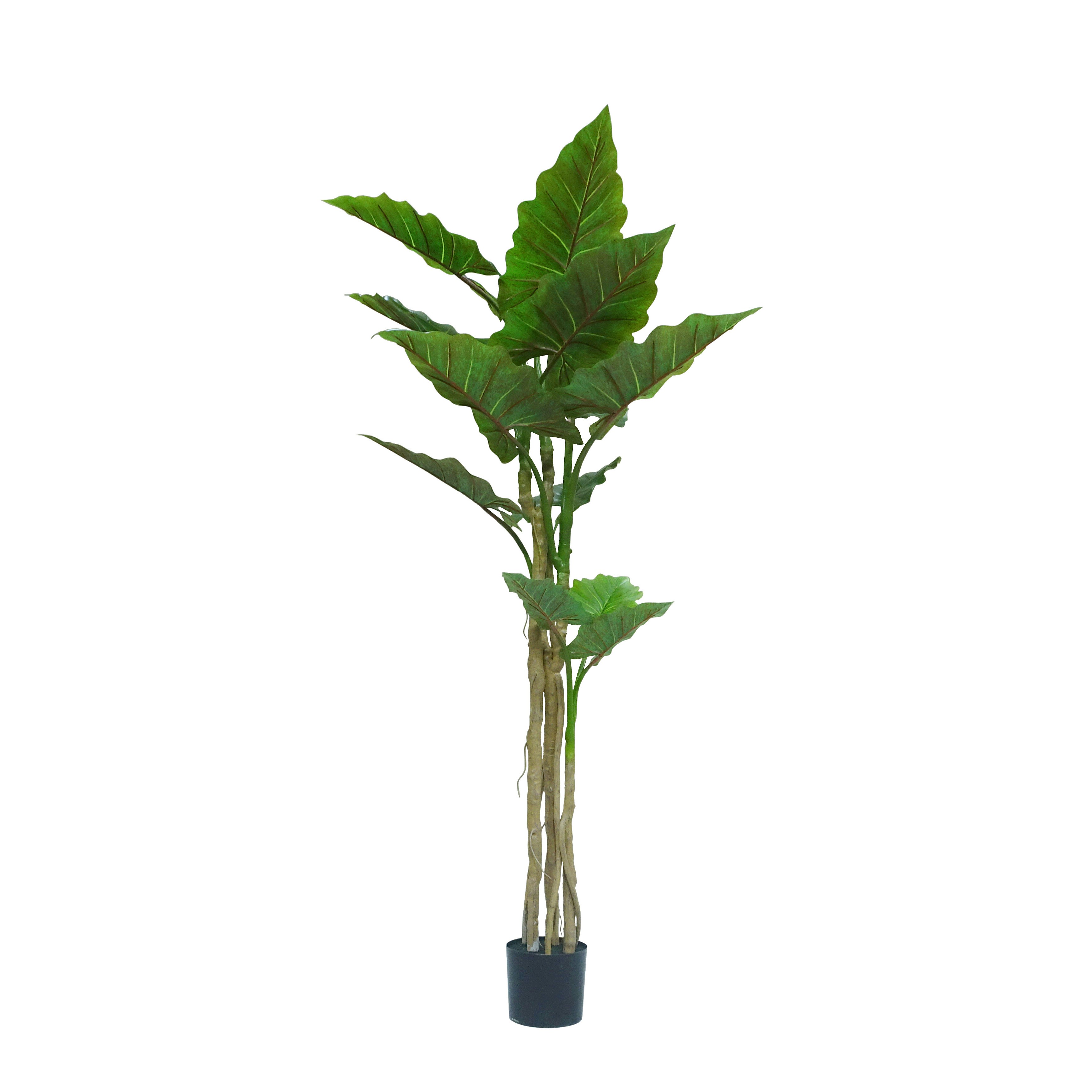 Taro Tree – Nazzek Furniture